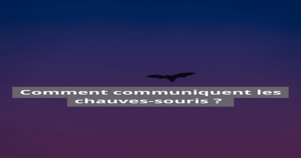 Communication chauves-souris, ultrason ou infrason ? Comment ...
