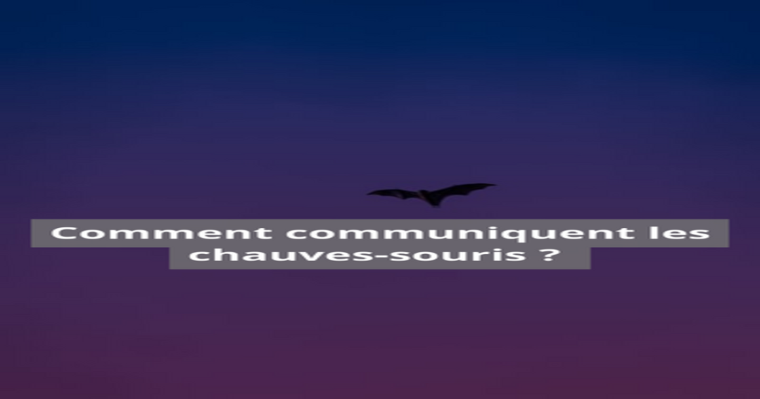 Communication chauves-souris, ultrason ou infrason ? Comment ...