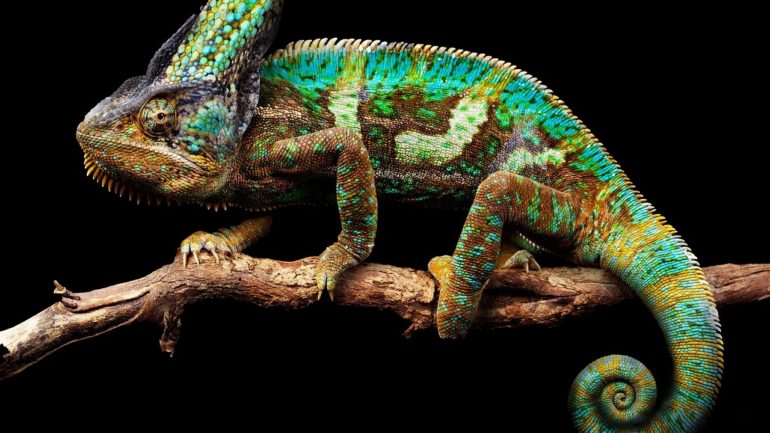 Le Caméléon : Maître de la Couleur et des Yeux Indépendants