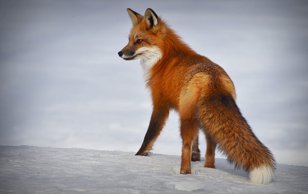 Les Secrets du Renard : Stratégies de Chasse et Symbolisme de la Ruse
