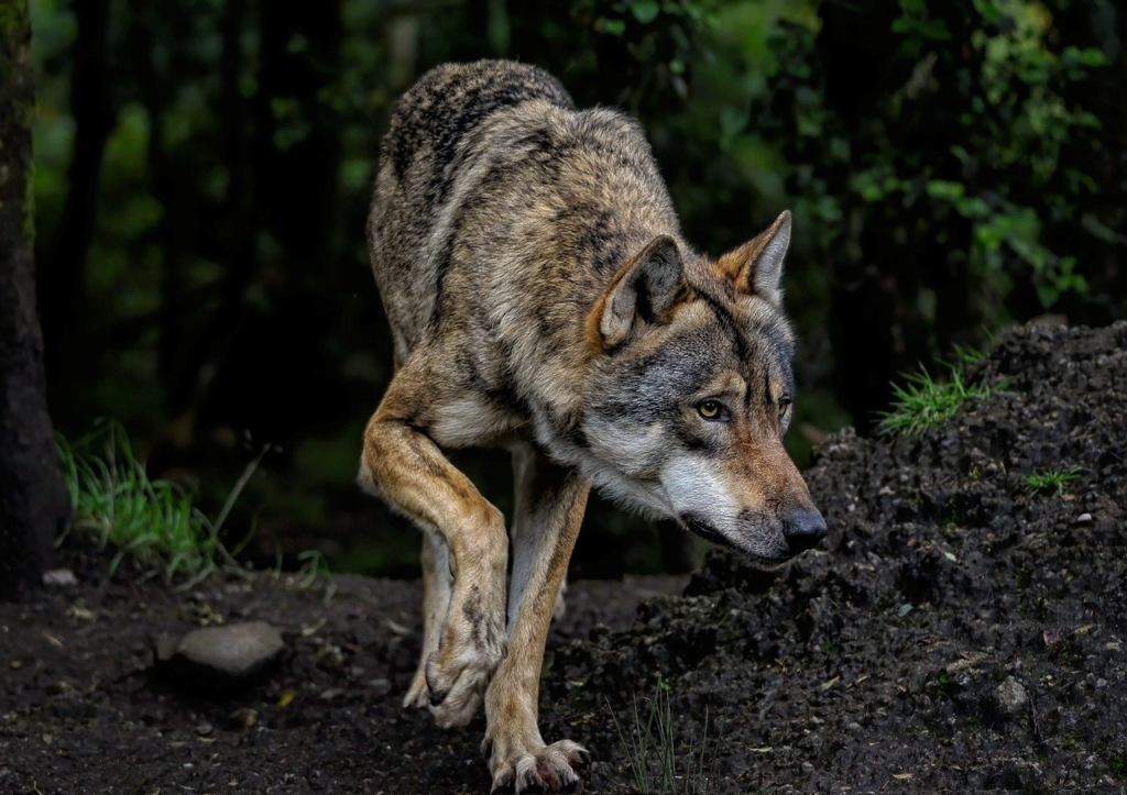 Loup gris : Guide pratique pour le reconnaître et déceler sa présence