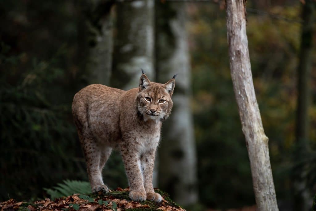 À la recherche du lynx : astuces pour croiser son regard furtif