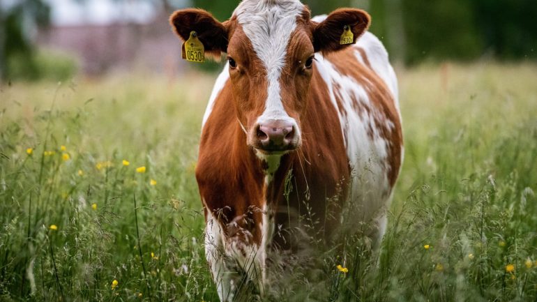 Détecter la Cétose : Les Signes Clés chez les Vaches Laitières