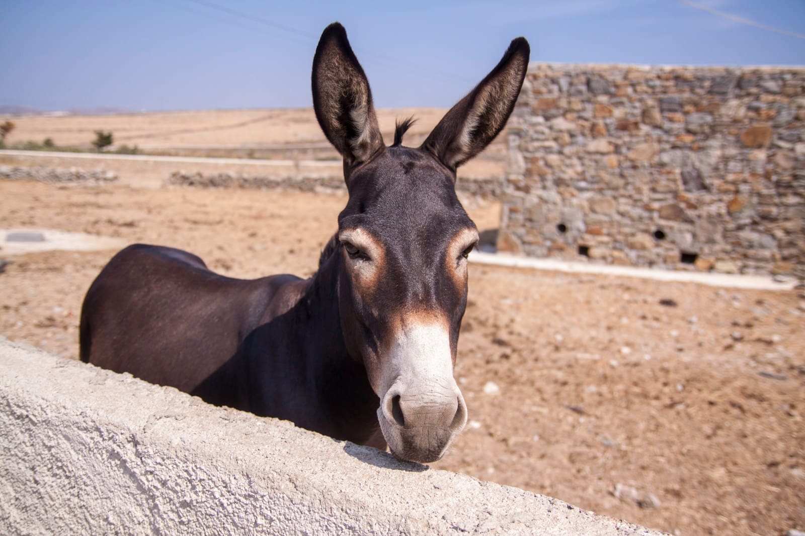 Décryptage : La ténacité de la mule et ses étonnantes capacités d ...