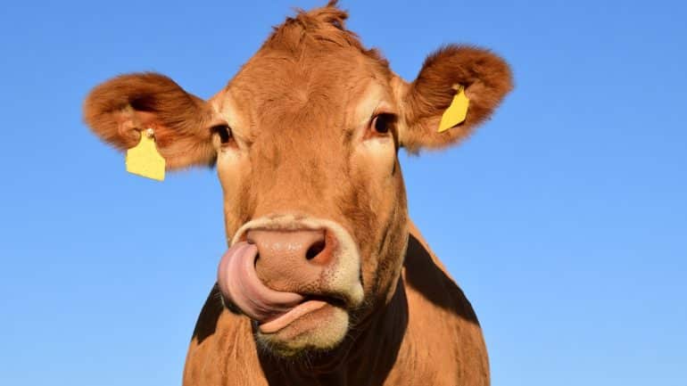 Force bovine : l'origine d'une expression et ses applications